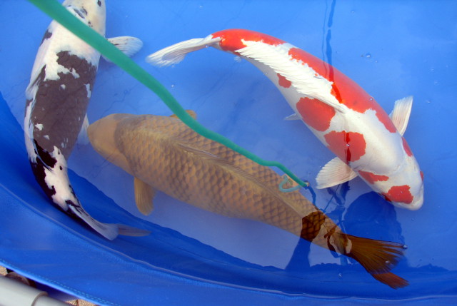 Ten Things You Didn’t Know About Koi Fish | Koi Fish Information