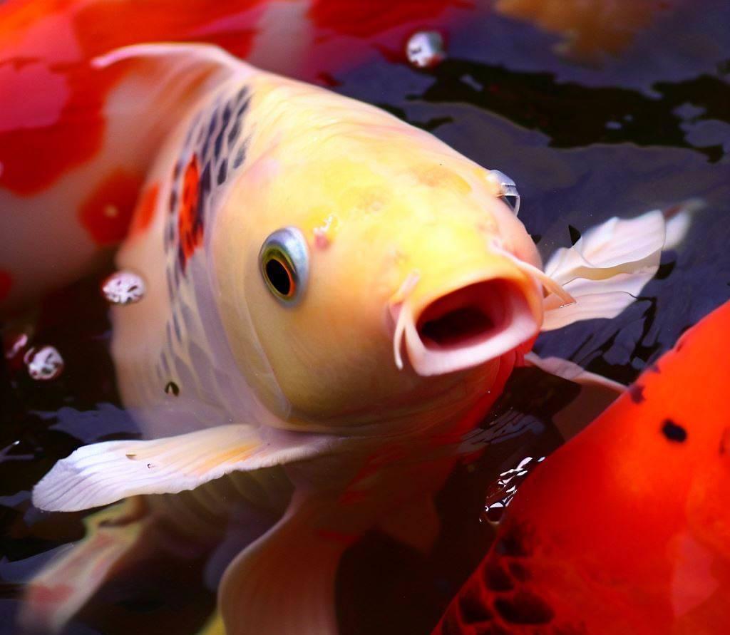 The Brave Koi: A Story of Survival and Resilience | Koi Fish Information The Brave Koi: A Story of Survival and Resilience | Koi Fish Information